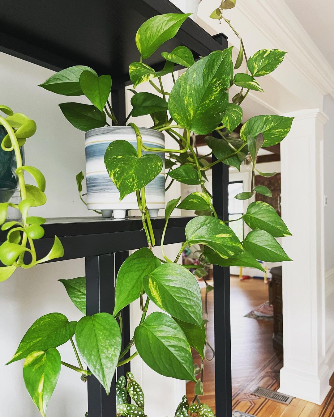 Jessenia Pothos Care and Growing Guide | Plantcarefully