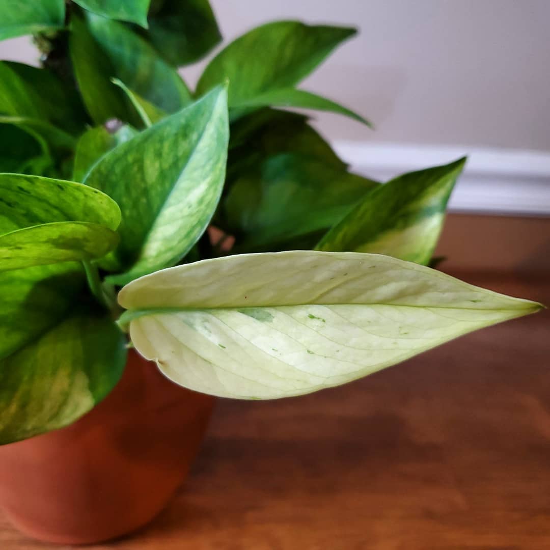 Jessenia Pothos Care and Growing Guide | Plantcarefully