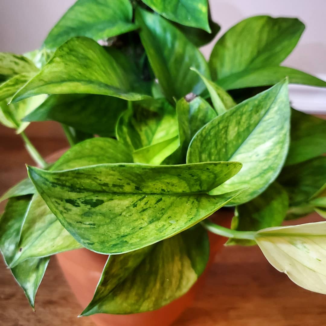 Jessenia Pothos Care and Growing Guide | Plantcarefully