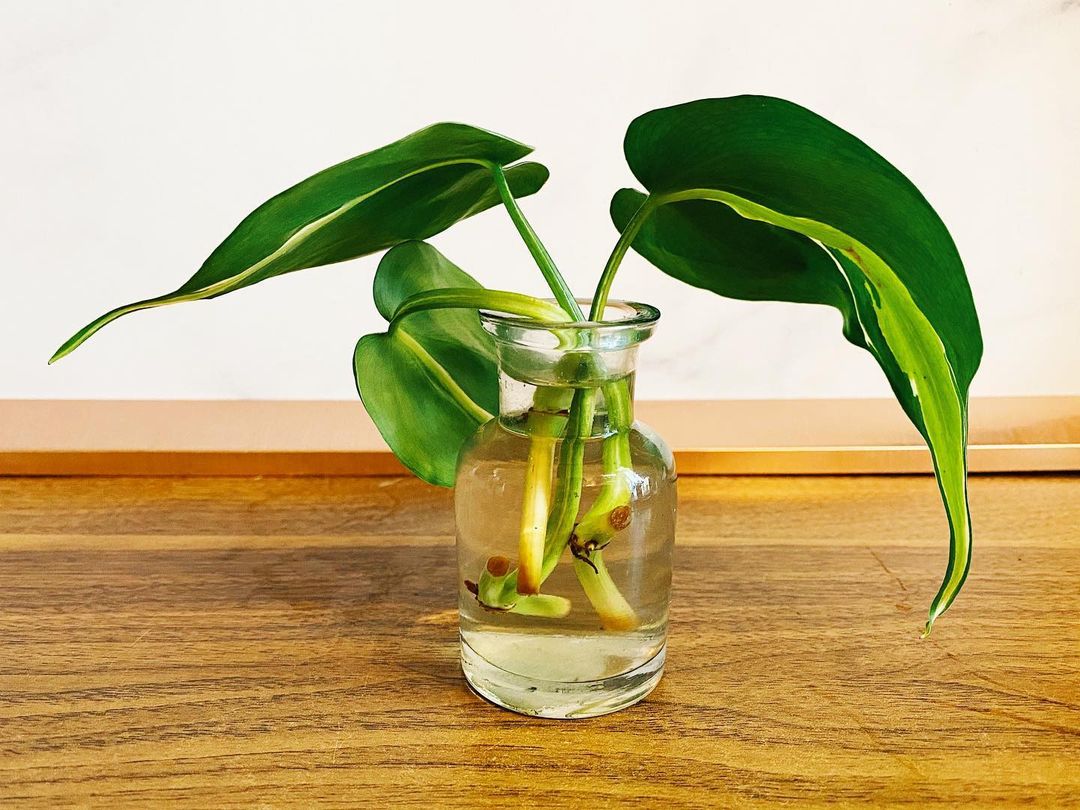 Jessenia Pothos Care and Growing Guide | Plantcarefully