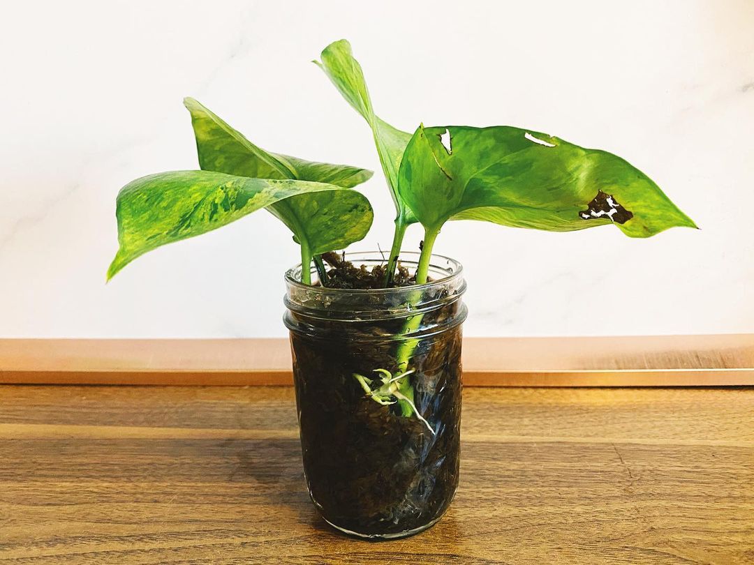 Jessenia Pothos Care and Growing Guide | Plantcarefully
