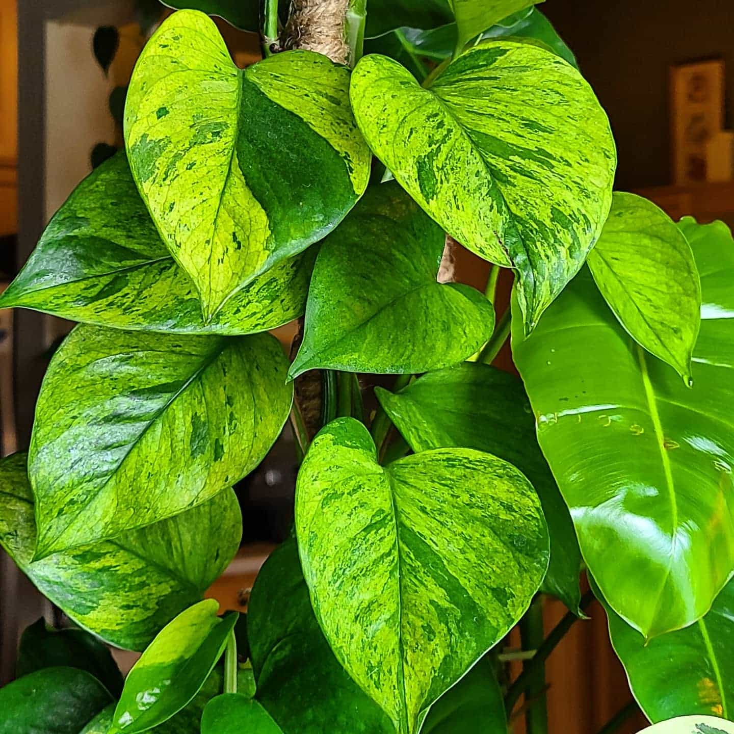 Jessenia Pothos Care and Growing Guide | Plantcarefully