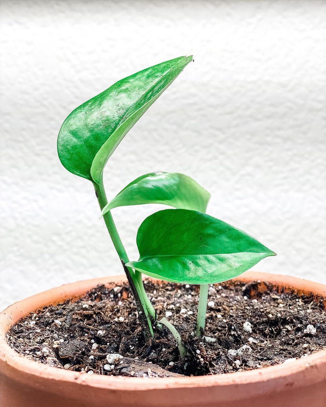 Jessenia Pothos Care and Growing Guide | Plantcarefully