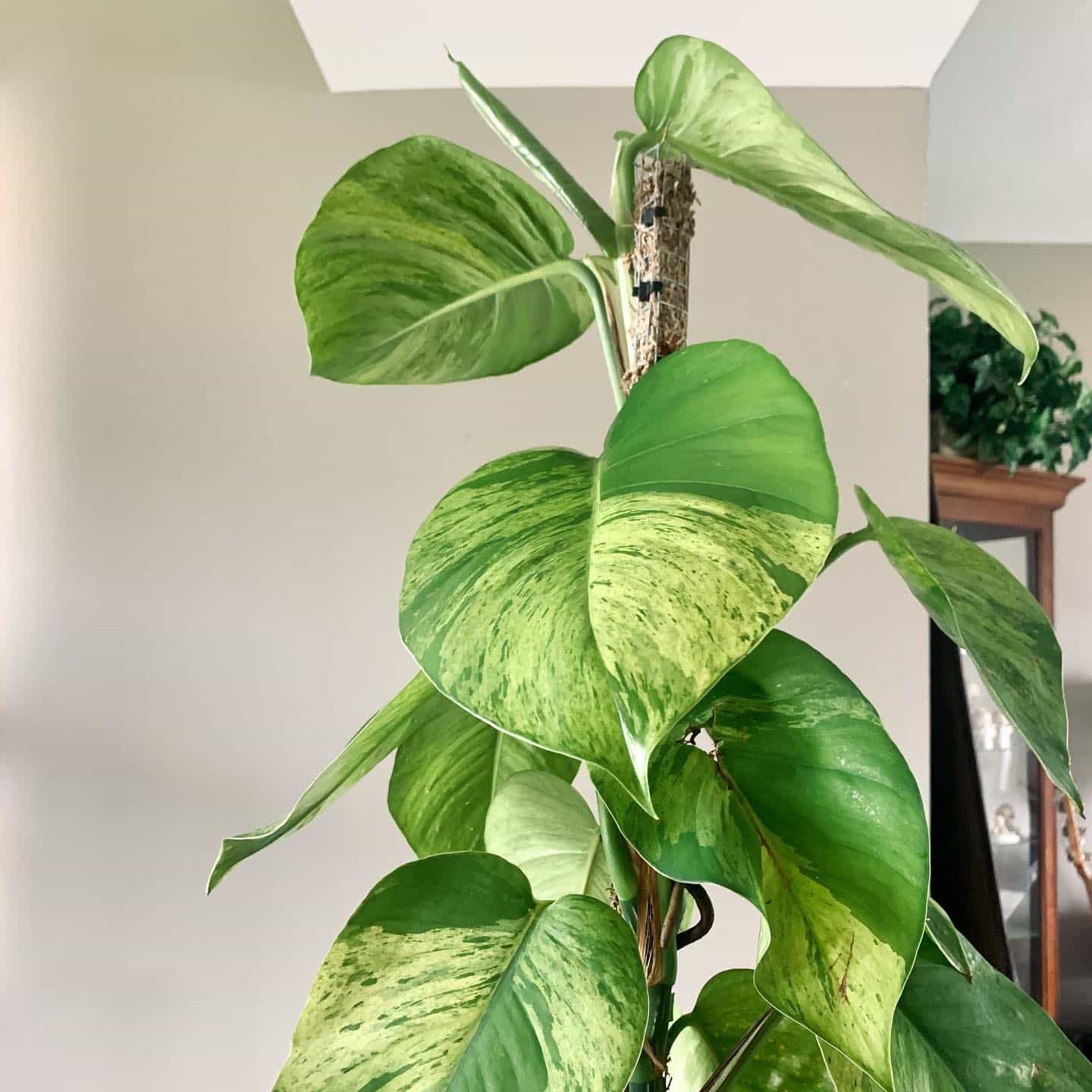 Jessenia Pothos Care and Growing Guide | Plantcarefully