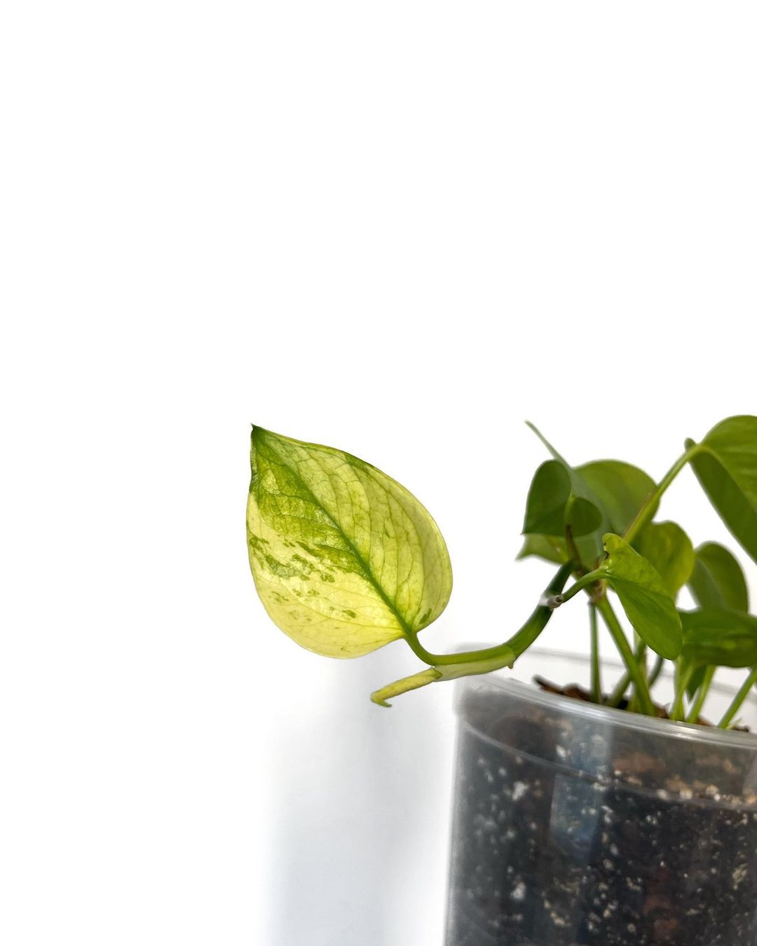 Jessenia Pothos Care and Growing Guide | Plantcarefully