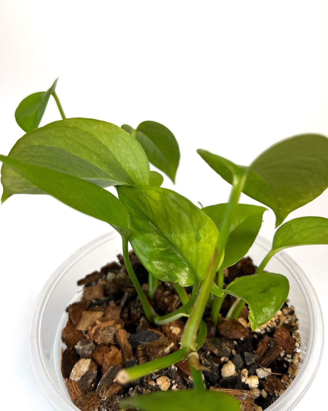 Jessenia Pothos Care and Growing Guide | Plantcarefully