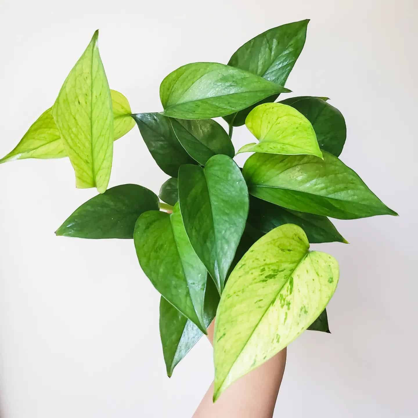 Jessenia Pothos Care and Growing Guide | Plantcarefully