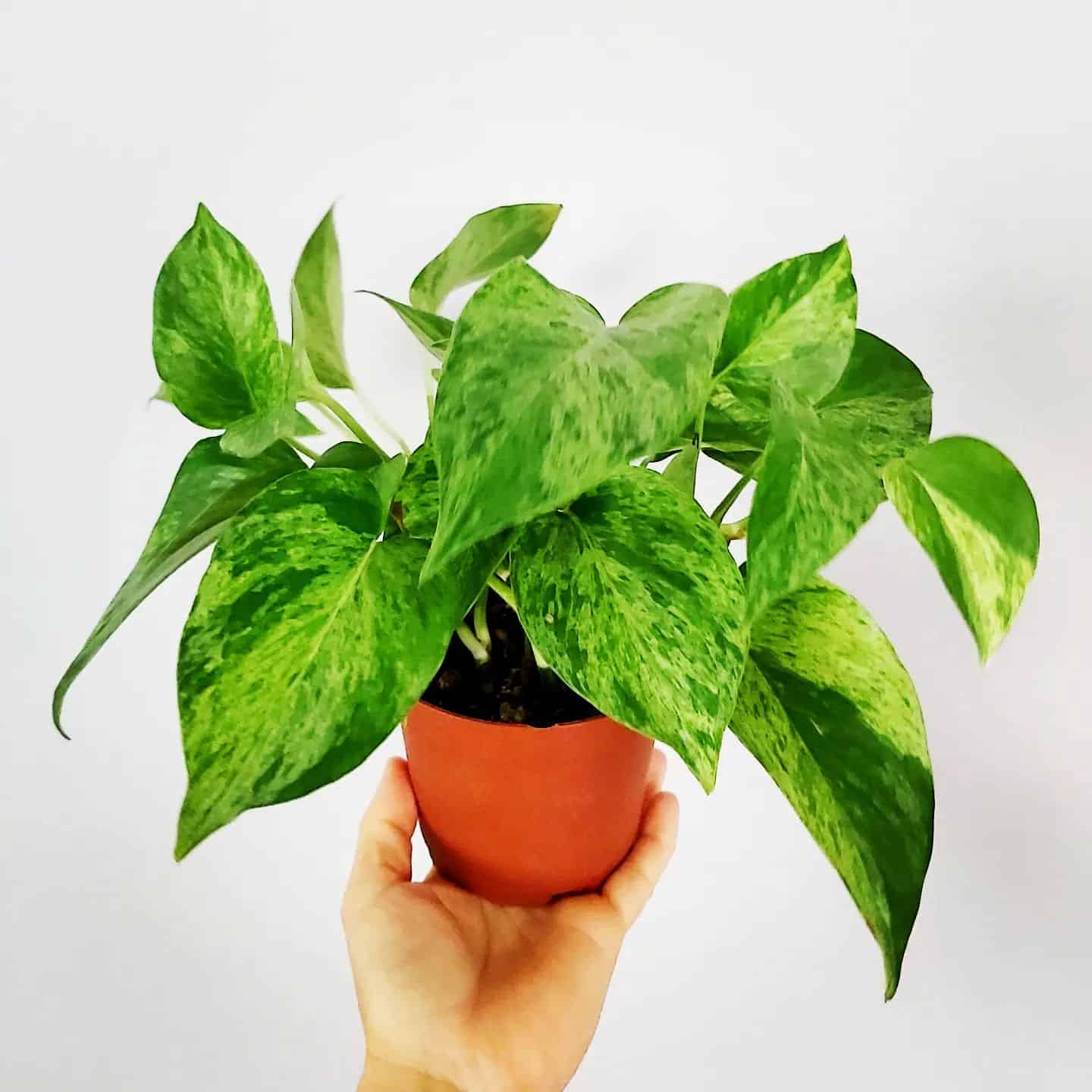 Jessenia Pothos Care and Growing Guide | Plantcarefully