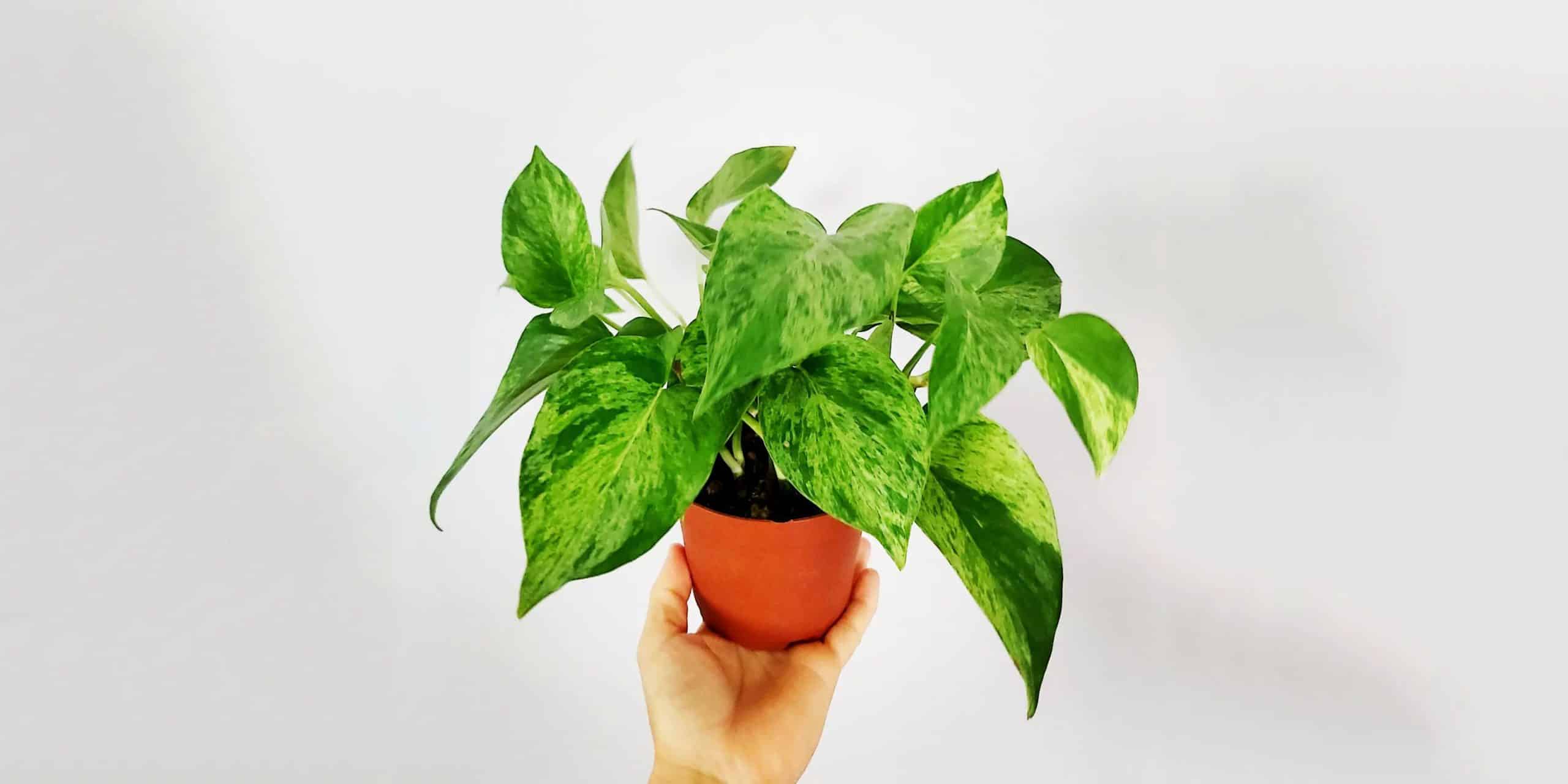 Jessenia Pothos Care and Growing Guide | Plantcarefully