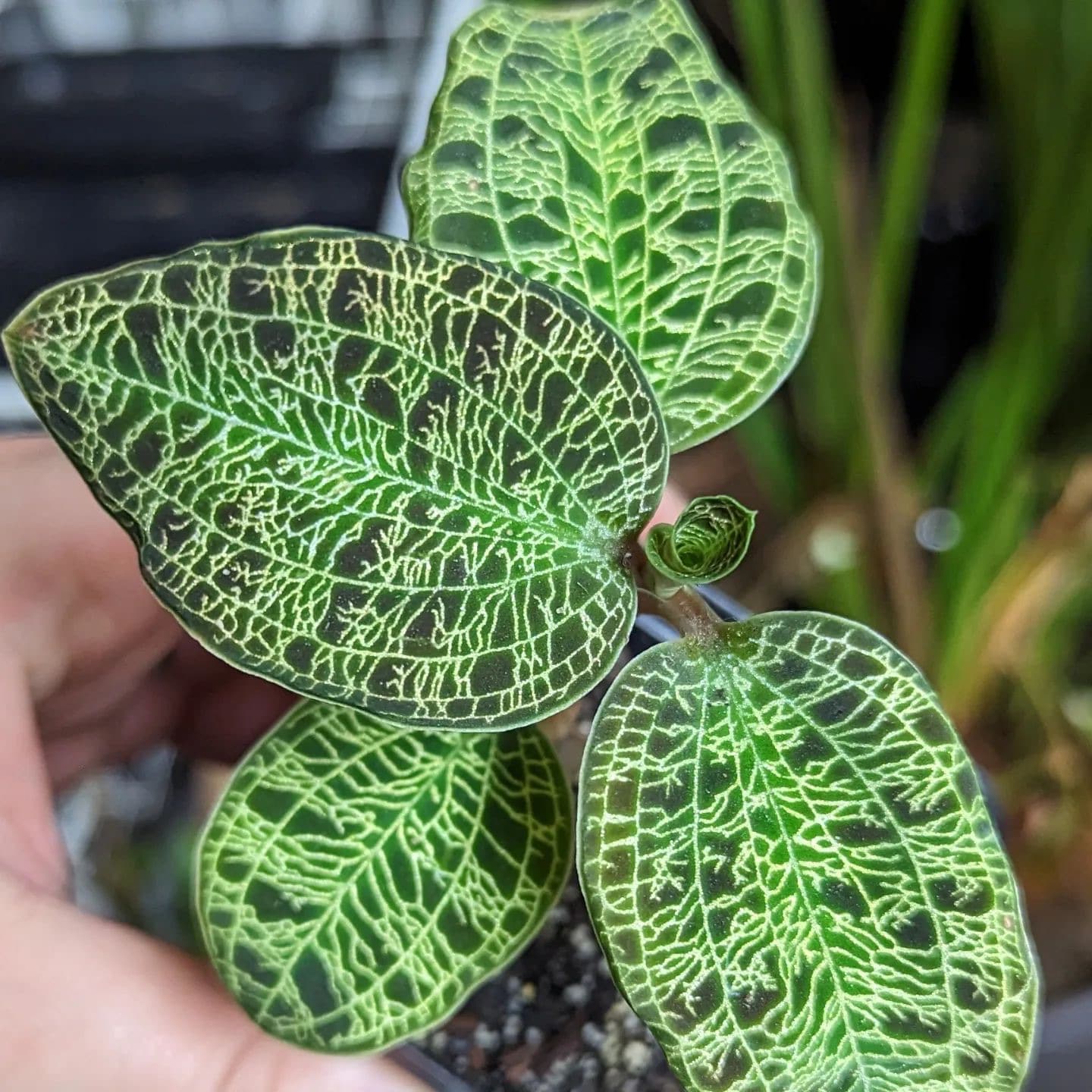 Jewel Orchid: Plant Care & How to Grow | Plantcarefully