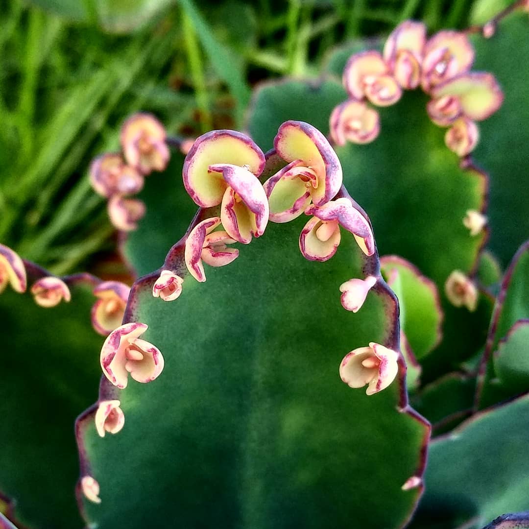 Kalanchoe Care and Growing Guide | Plantcarefully
