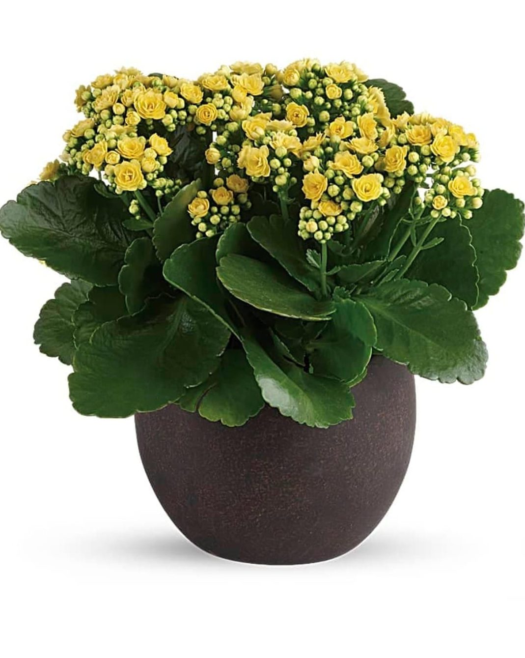 Kalanchoe Care and Growing Guide | Plantcarefully