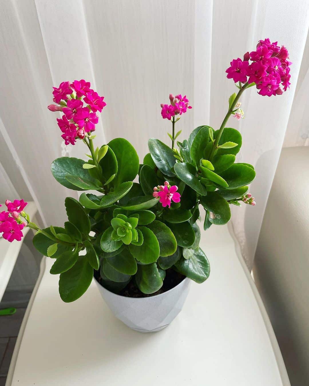 Kalanchoe Care and Growing Guide | Plantcarefully