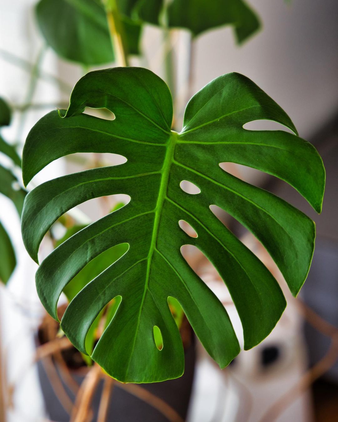 Monstera Deliciosa: Care and Growing Guide | Plantcarefully