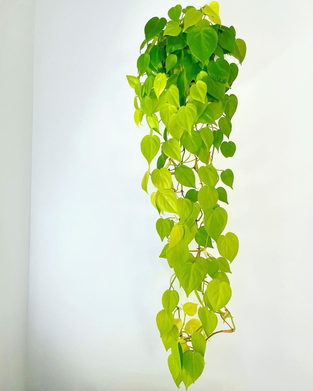 Lemon Lime Philodendron Care and Growing Guide | Plantcarefully