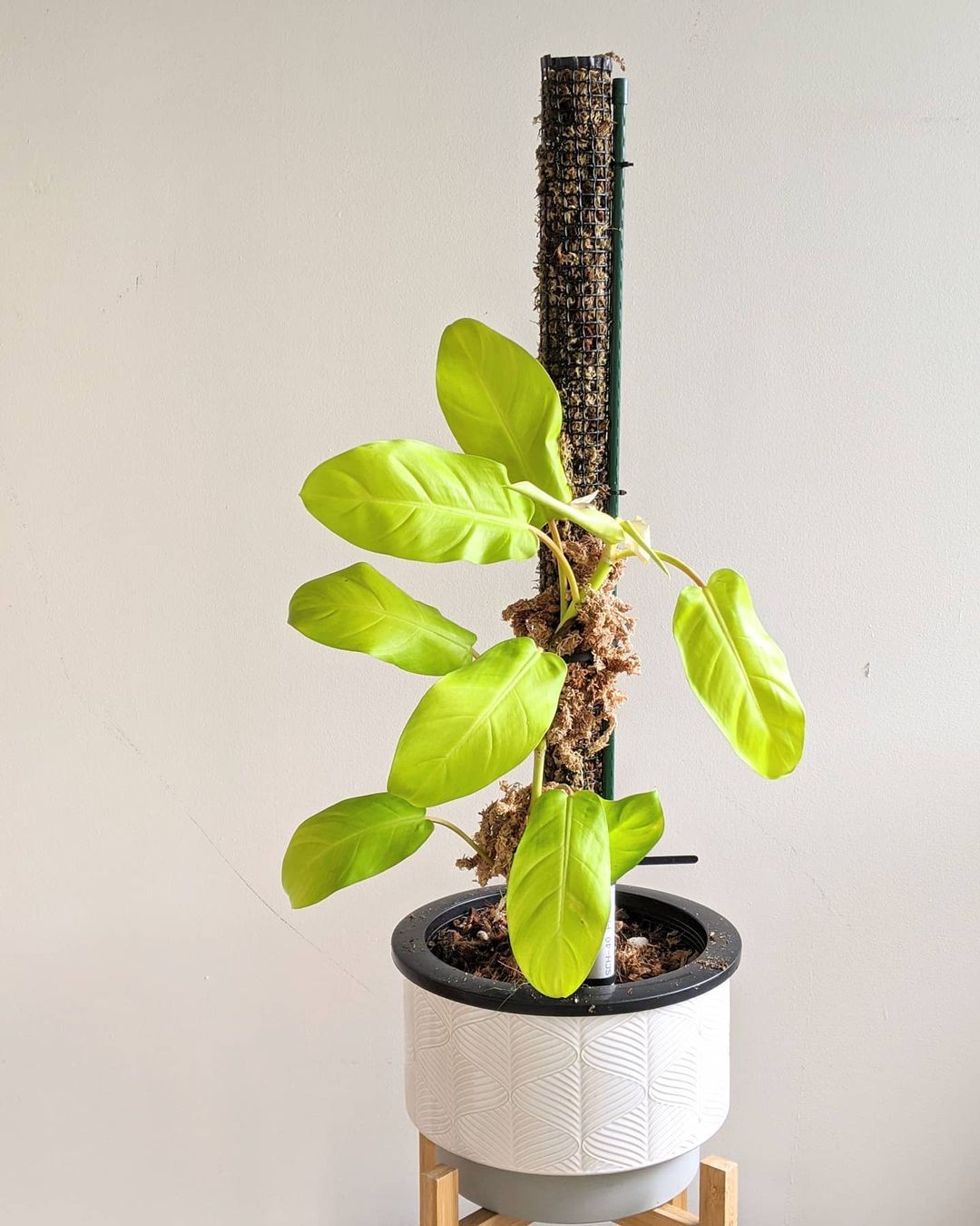 Lemon Lime Philodendron Care and Growing Guide | Plantcarefully