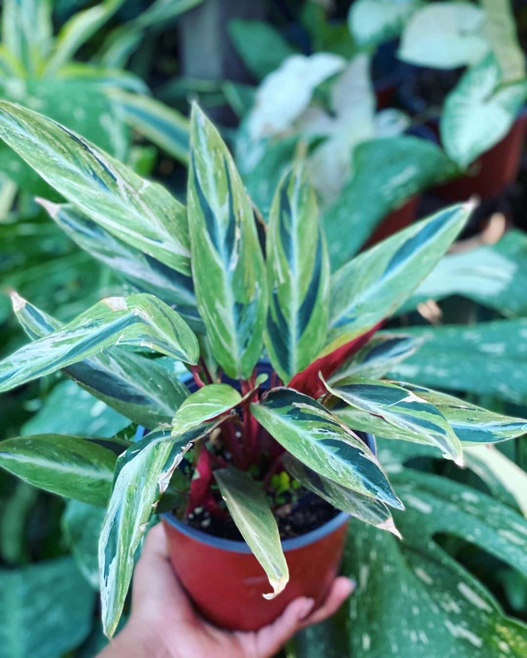 Stromanthe Triostar: Care and Growing Tips! | Plantcarefully