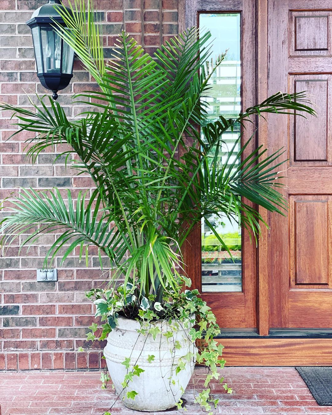 Majesty Palm Care and Growing Guide | Plantcarefully