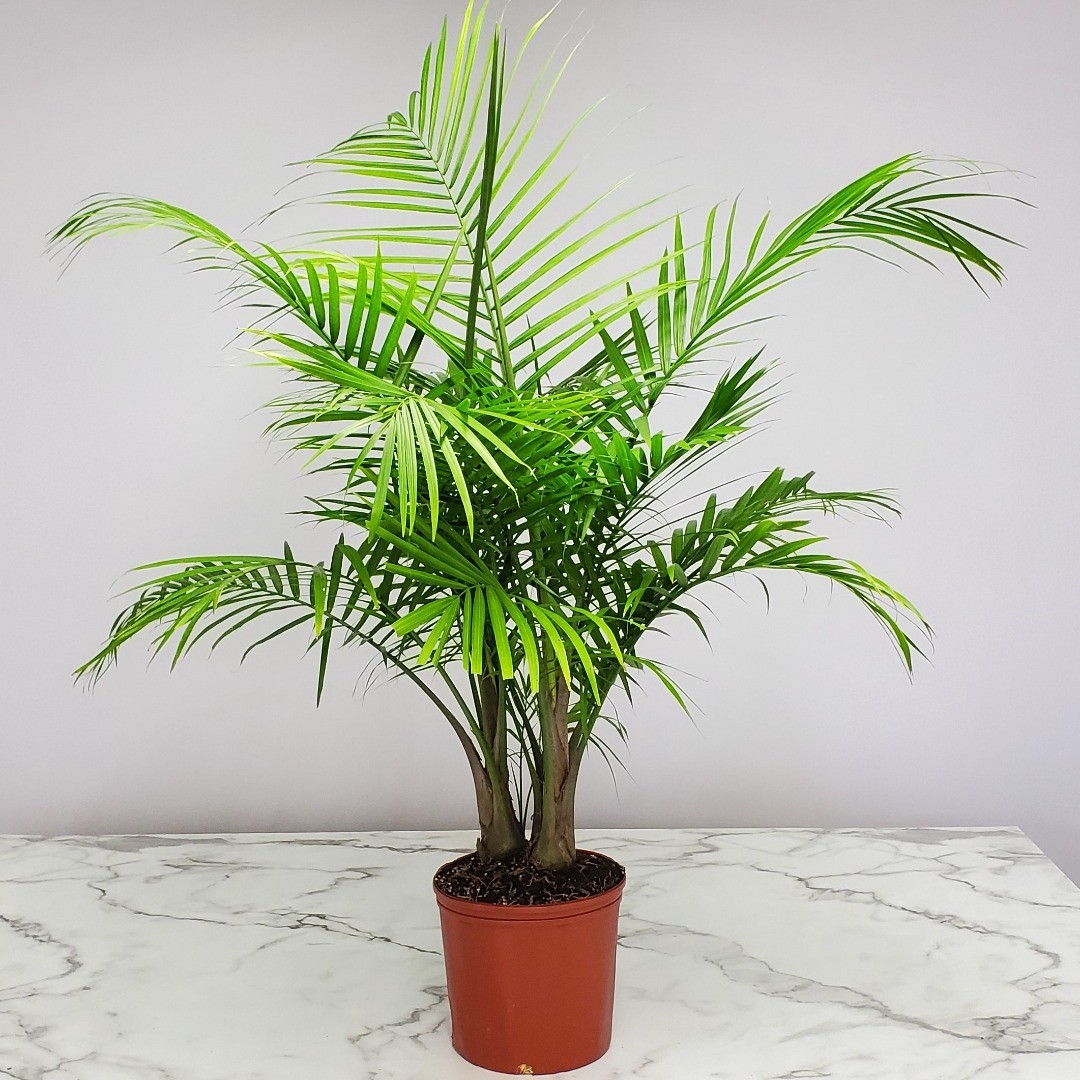 Majesty Palm Care and Growing Guide | Plantcarefully