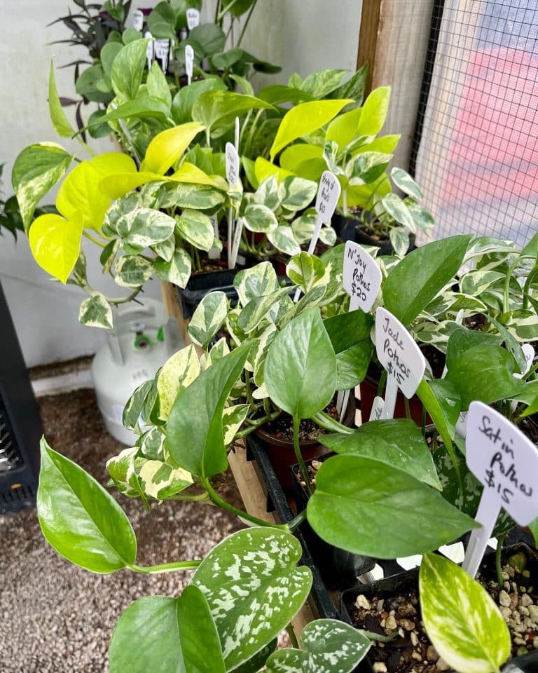 Marble Queen Pothos: Indoor Plant Care Guide | Plantcarefully