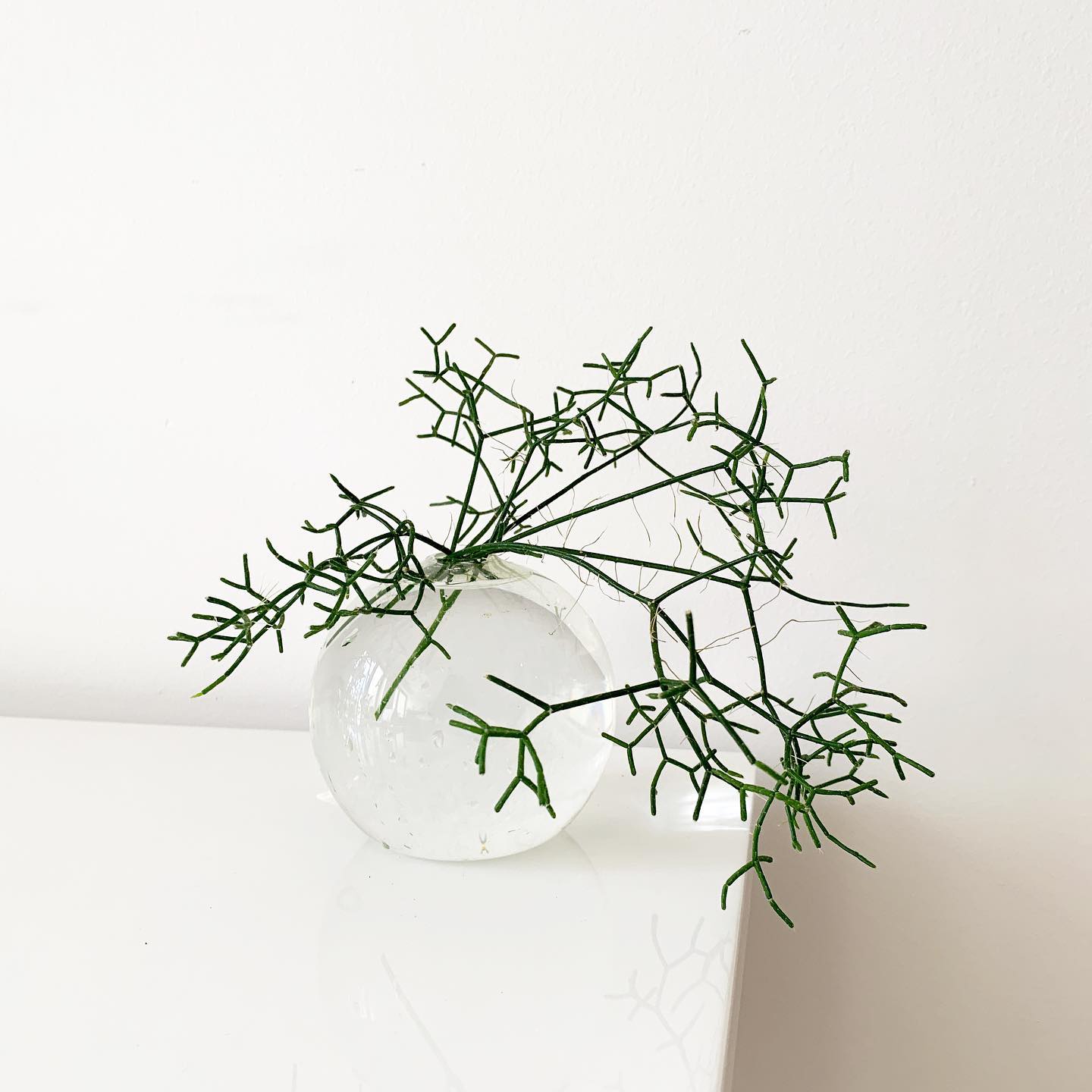 Mistletoe Cactus Care and Growing Guide | Plantcarefully