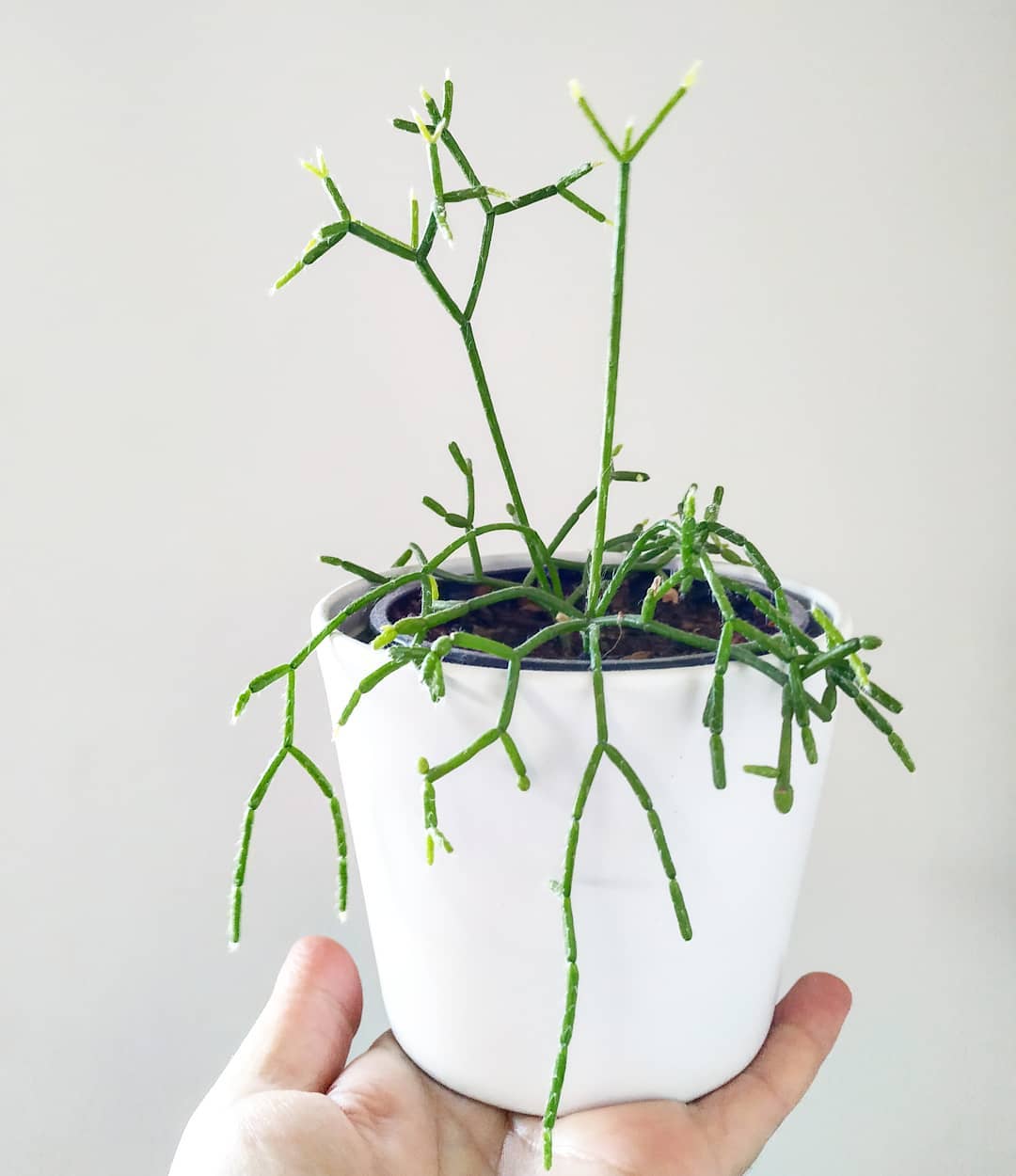 Mistletoe Cactus Care and Growing Guide | Plantcarefully