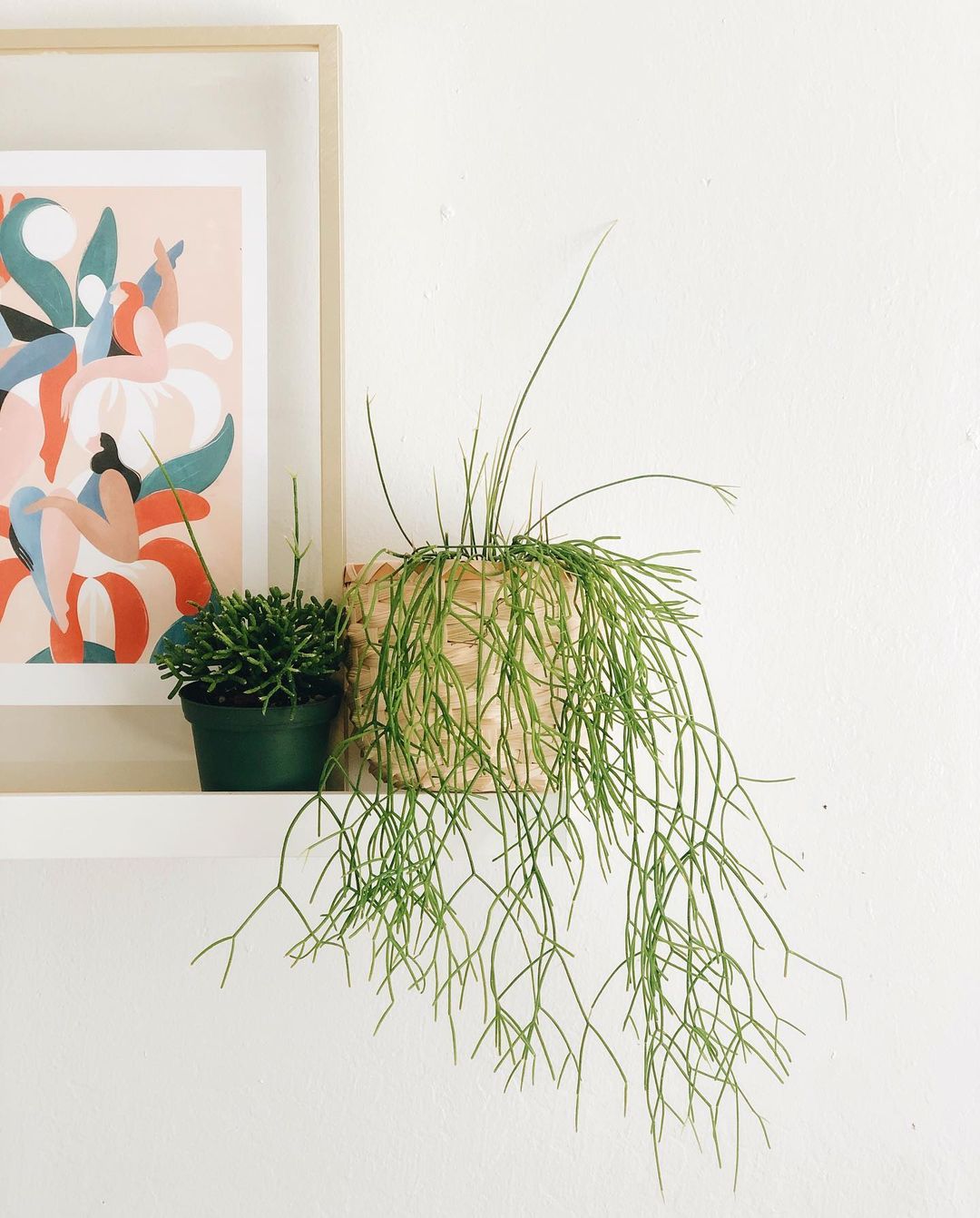 Mistletoe Cactus Care and Growing Guide | Plantcarefully