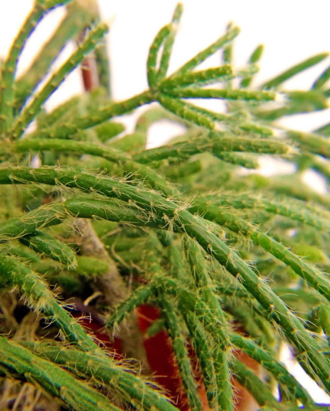 Mistletoe Cactus Care and Growing Guide | Plantcarefully