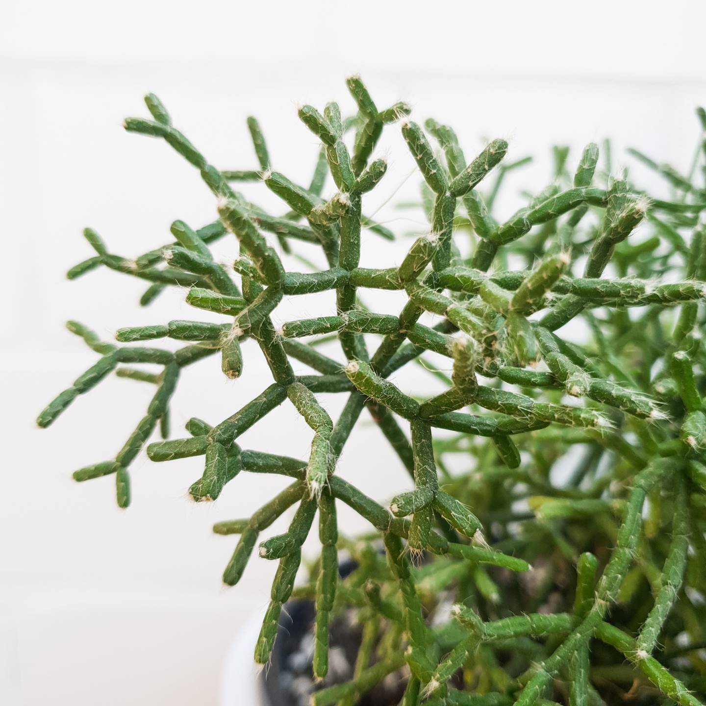 Mistletoe Cactus Care and Growing Guide | Plantcarefully
