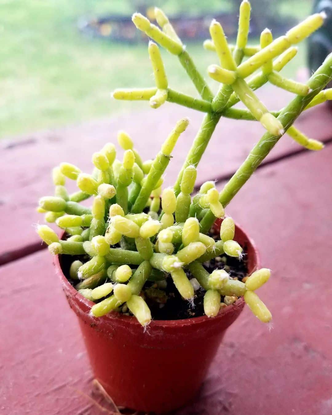 Mistletoe Cactus Care and Growing Guide | Plantcarefully