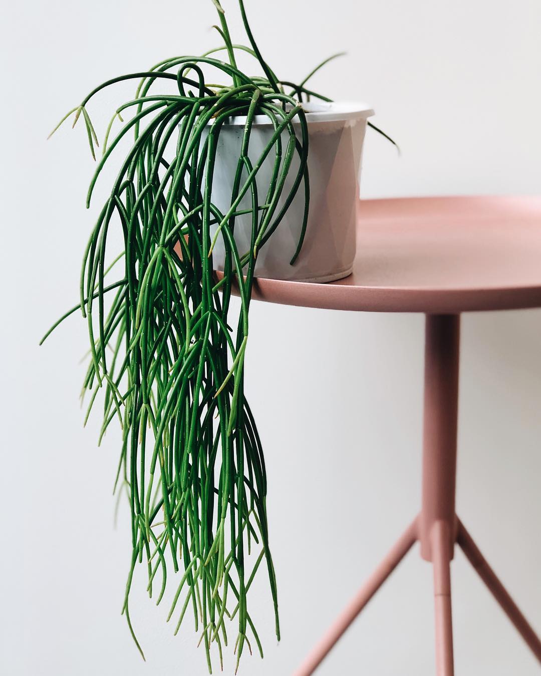 Mistletoe Cactus Care and Growing Guide | Plantcarefully