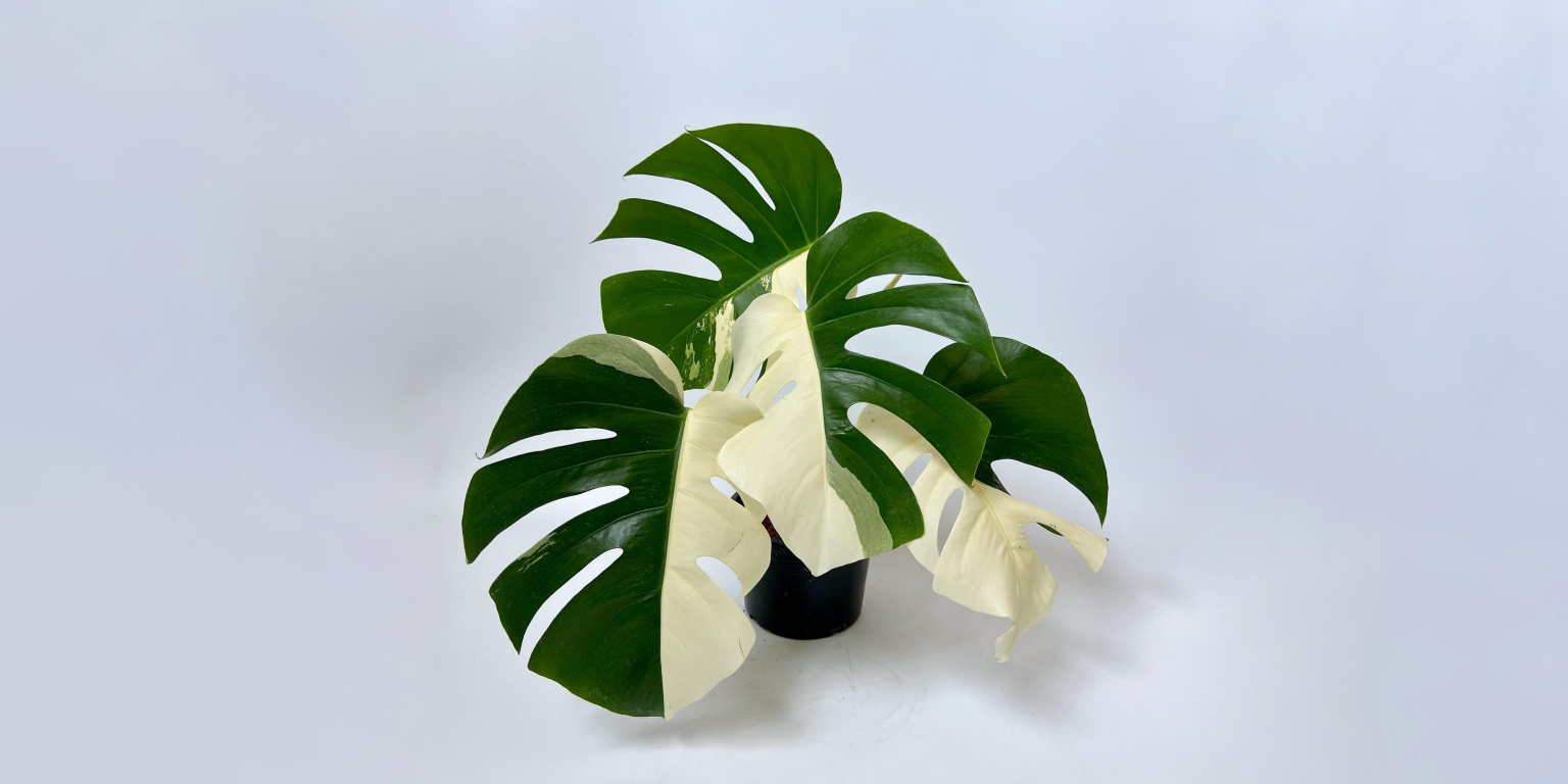 Monstera Albo: Plant Care & Growing Guide | Plantcarefully
