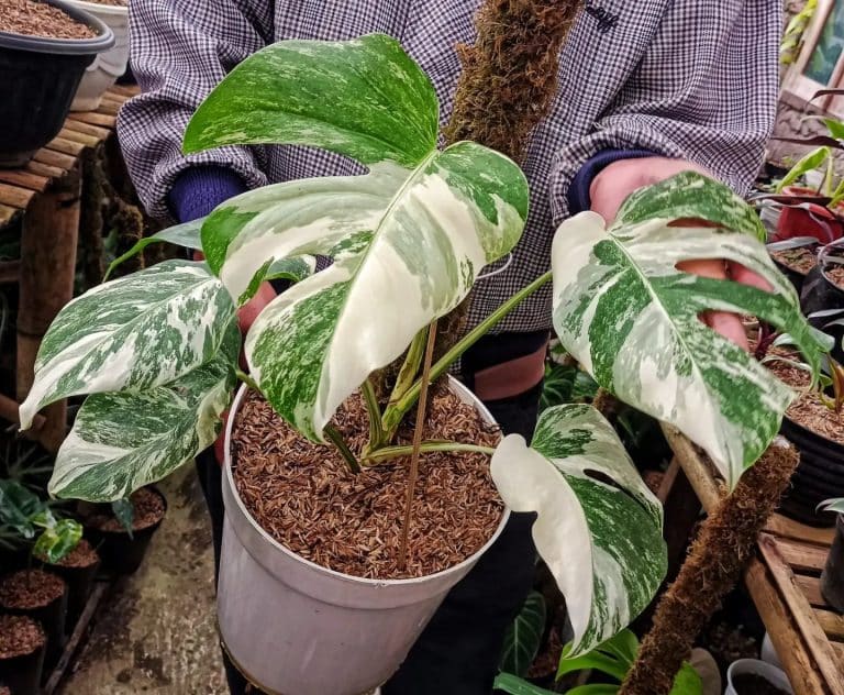 Monstera Albo: Plant Care & Growing Guide | Plantcarefully