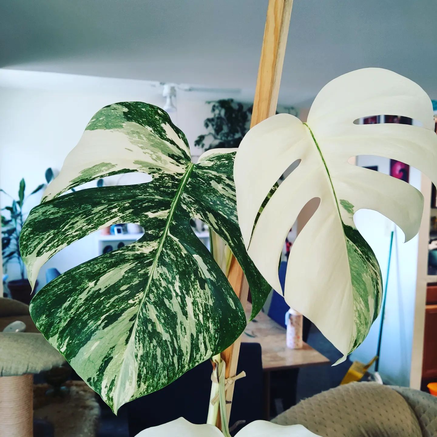Monstera Albo: Plant Care & Growing Guide | Plantcarefully