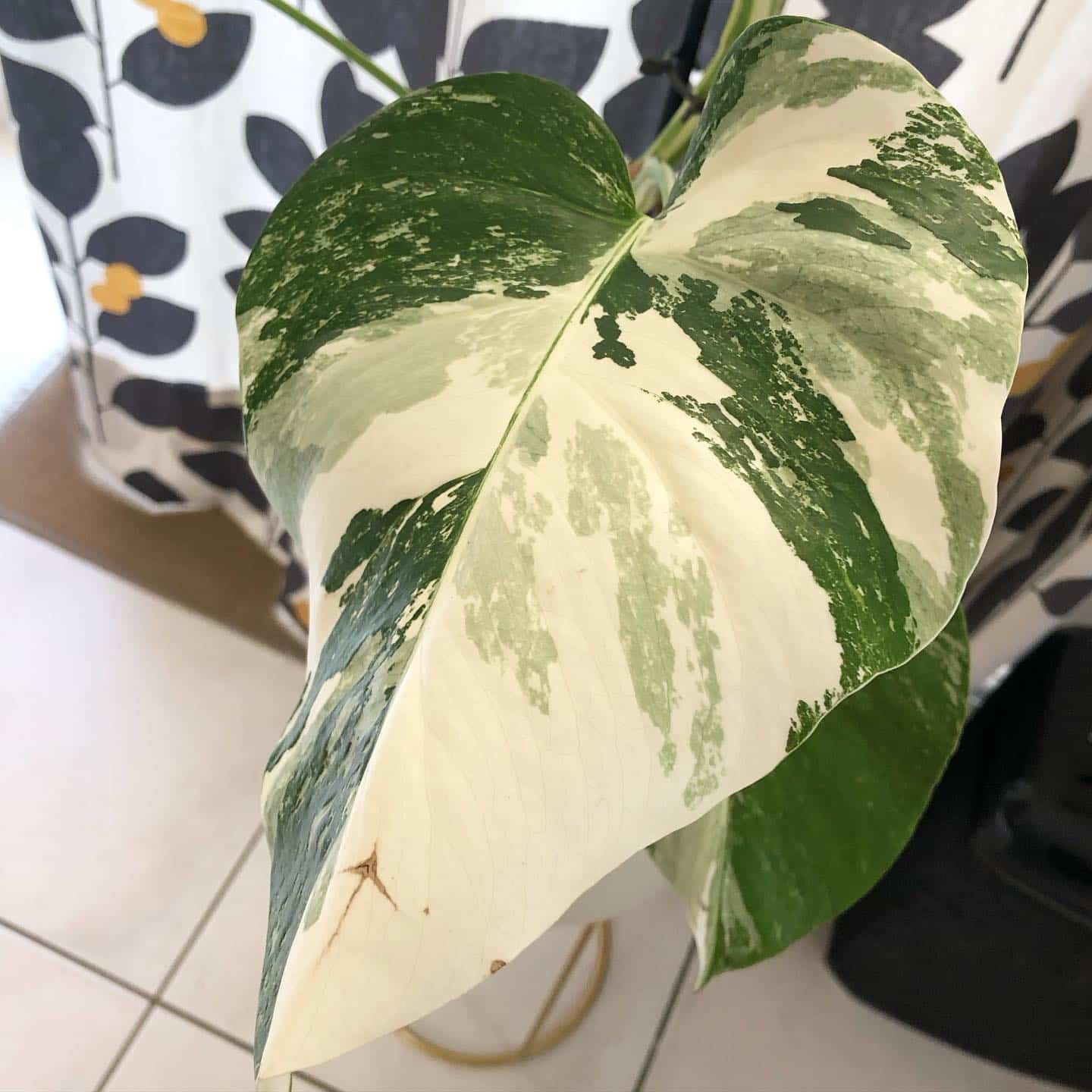 Monstera Albo: Plant Care & Growing Guide | Plantcarefully