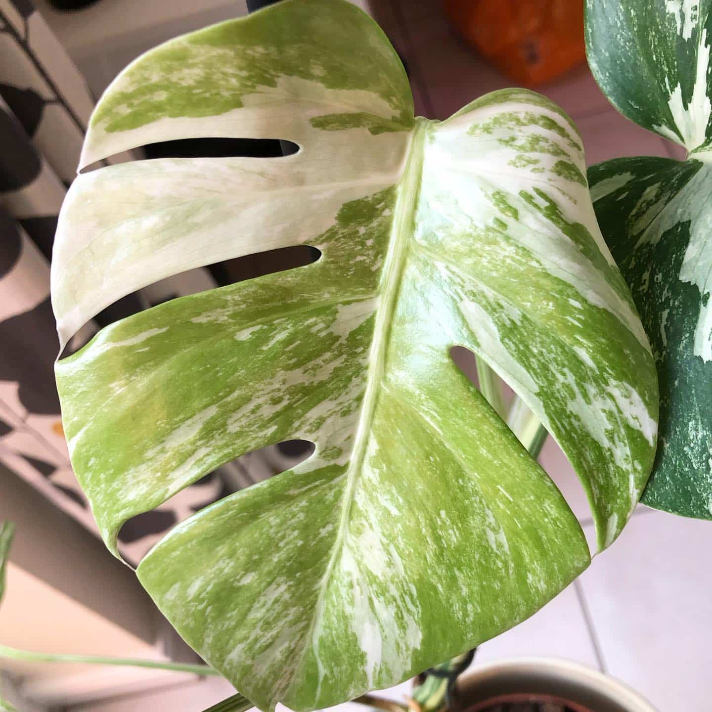 Monstera Albo: Plant Care & Growing Guide | Plantcarefully