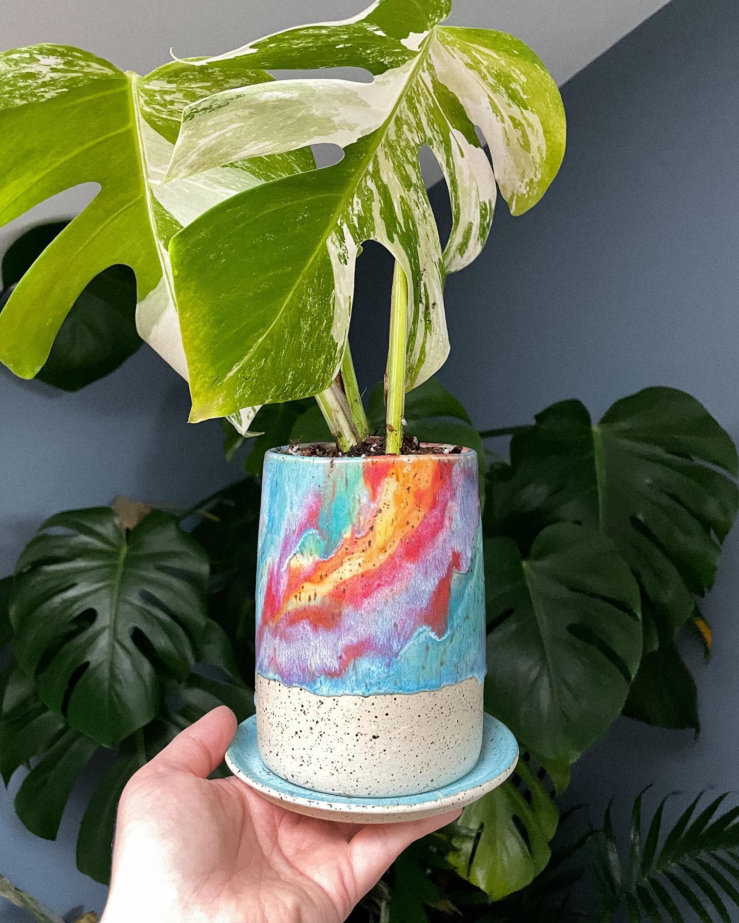 Monstera Albo: Plant Care & Growing Guide | Plantcarefully