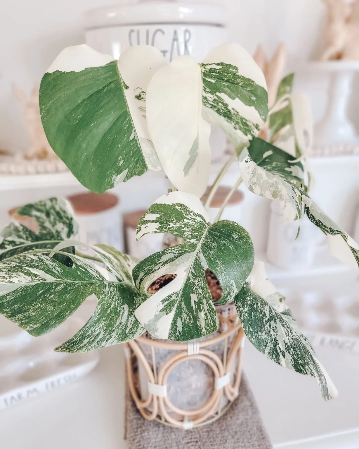 Monstera Albo: Plant Care & Growing Guide | Plantcarefully