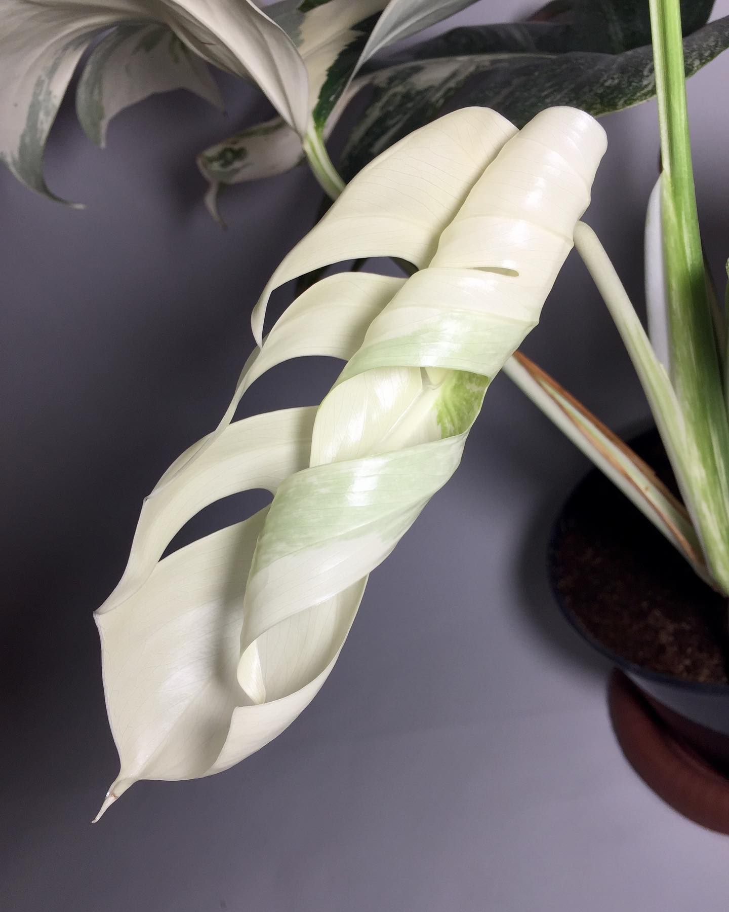 Monstera Albo: Plant Care & Growing Guide | Plantcarefully