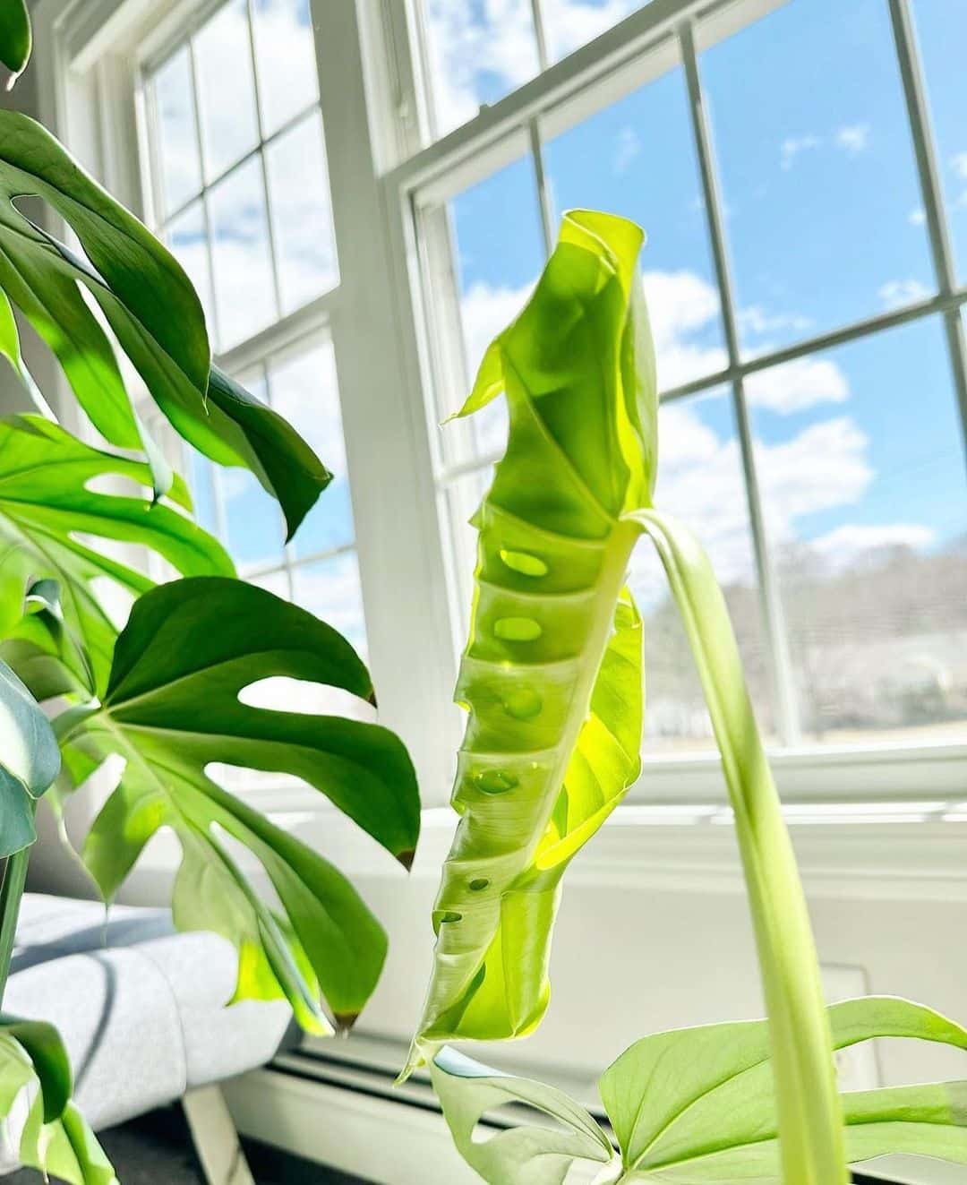 Monstera Deliciosa: Care and Growing Guide | Plantcarefully