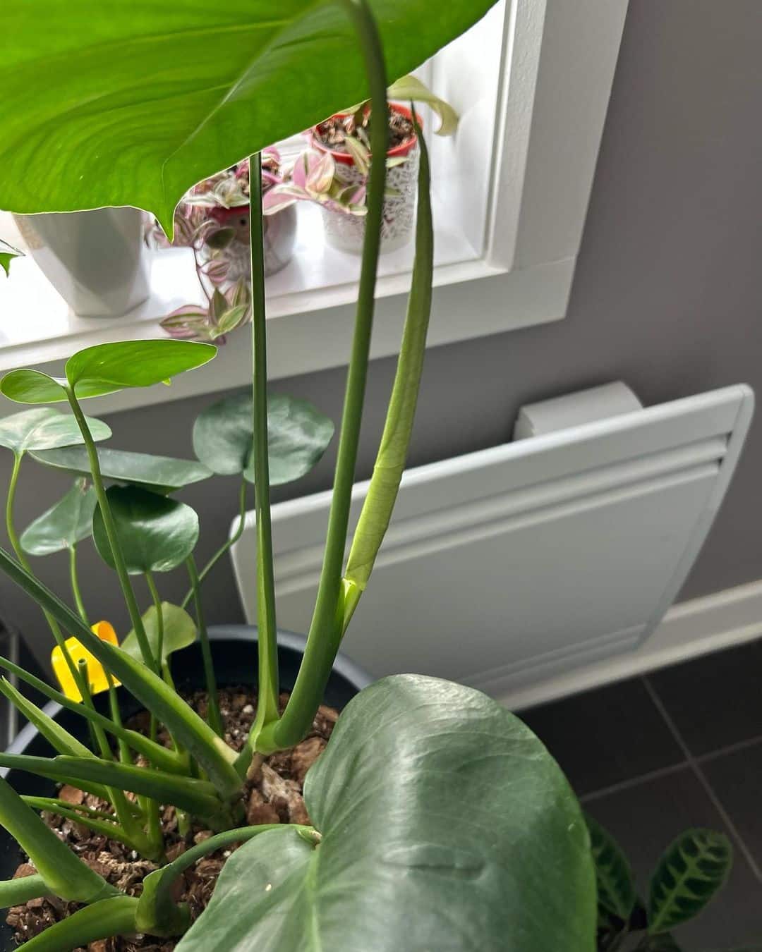 Monstera Deliciosa: Care and Growing Guide | Plantcarefully