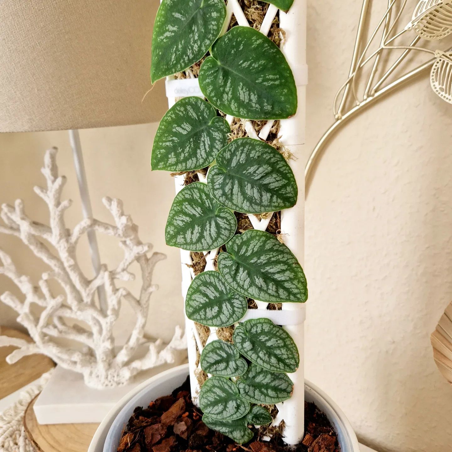 Monstera Dubia Care and Growing Guide | Plantcarefully