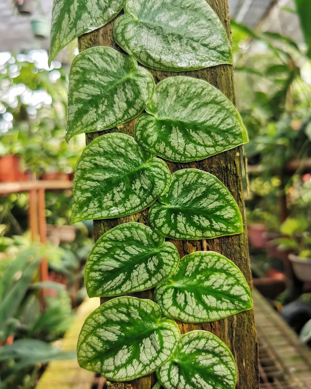Monstera Dubia Care and Growing Guide | Plantcarefully