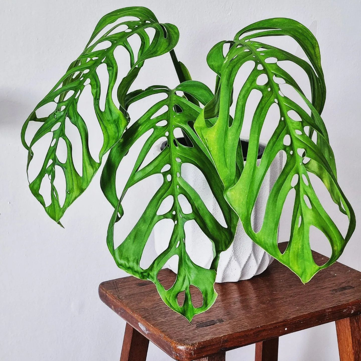 Monstera Esqueleto Care and Growing Guide | Plantcarefully