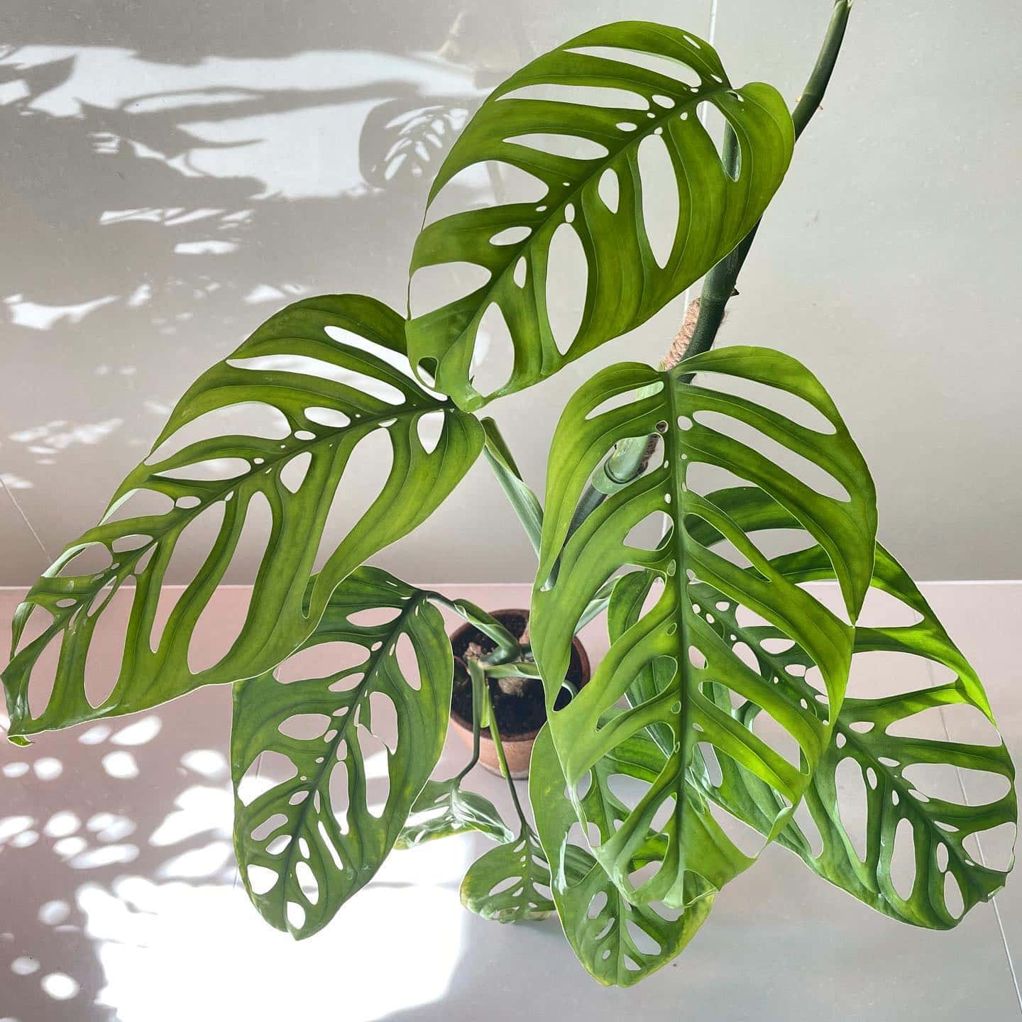 Monstera Esqueleto Care and Growing Guide | Plantcarefully