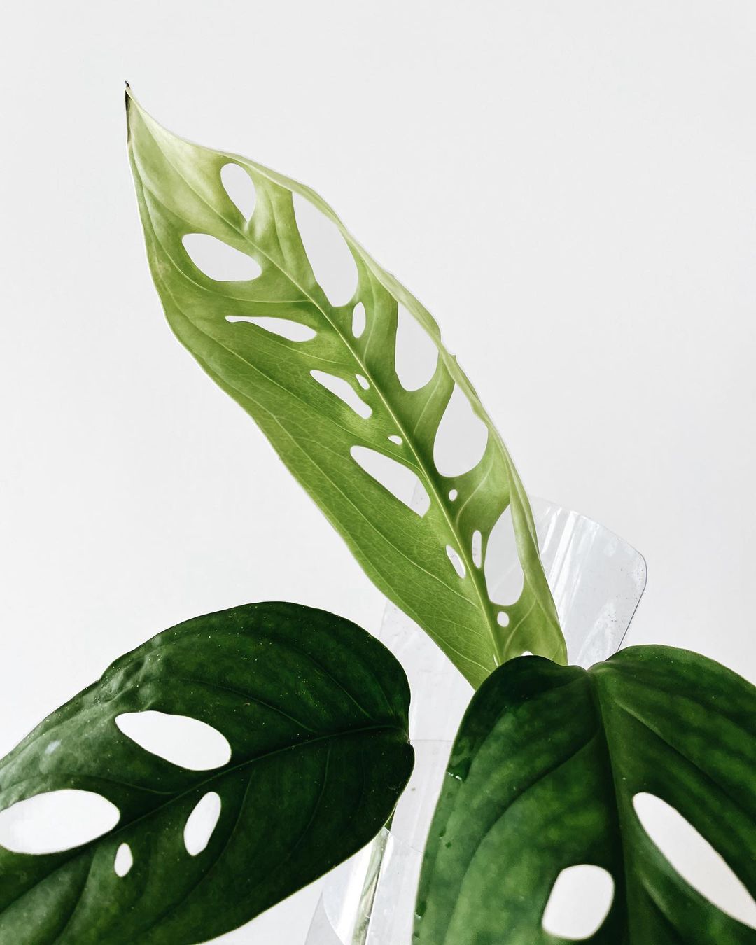 Monstera Esqueleto Care and Growing Guide | Plantcarefully