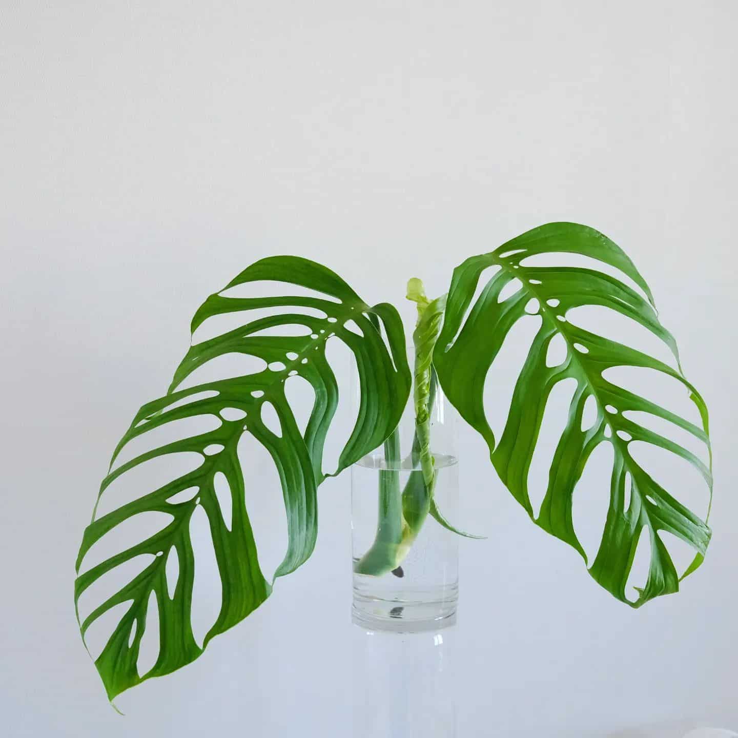 Monstera Esqueleto Care and Growing Guide | Plantcarefully