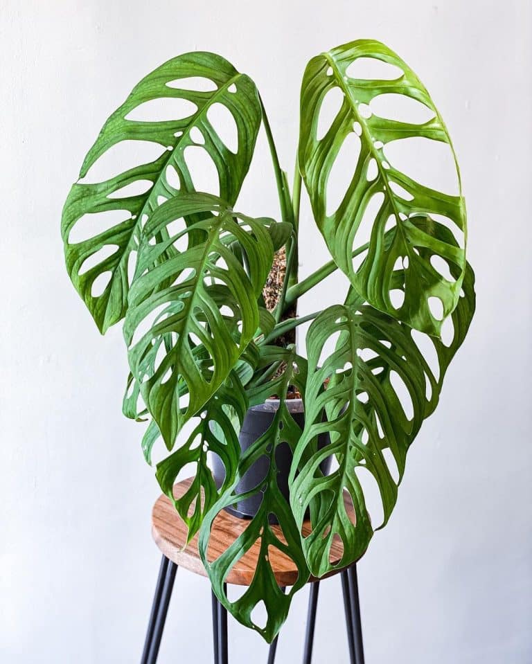 Monstera Esqueleto Care and Growing Guide | Plantcarefully