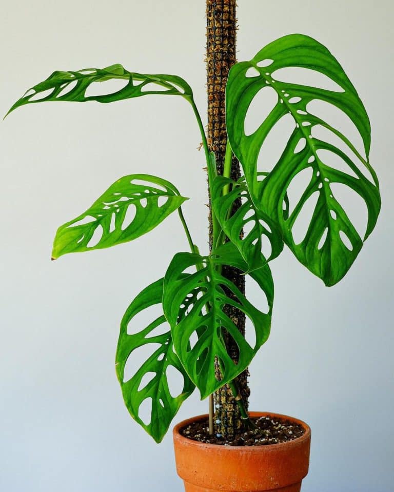 Monstera Esqueleto Care and Growing Guide | Plantcarefully
