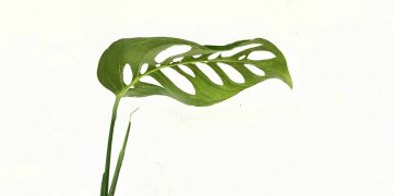 Monstera Esqueleto Care and Growing Guide | Plantcarefully